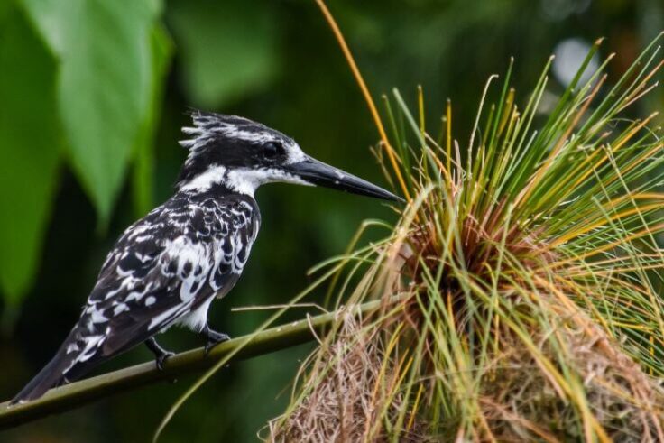 Birds eating fish (With Pictures) - Avibirds.com