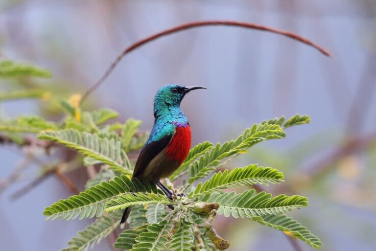 Birds of the African Rainforests (With Pictures) - AviBirds