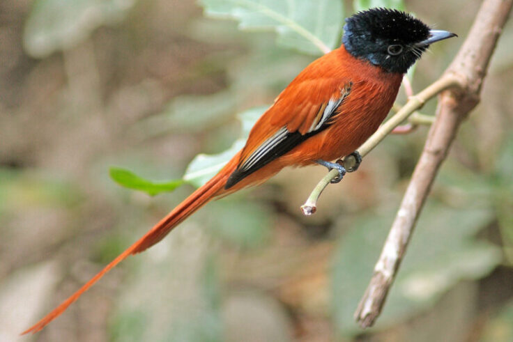 Birds of the African Rainforests (With Pictures) - AviBirds