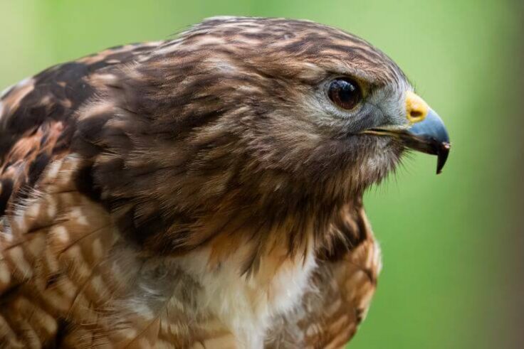 7 Hawks in Maine (With Pictures) - Avibirds.com