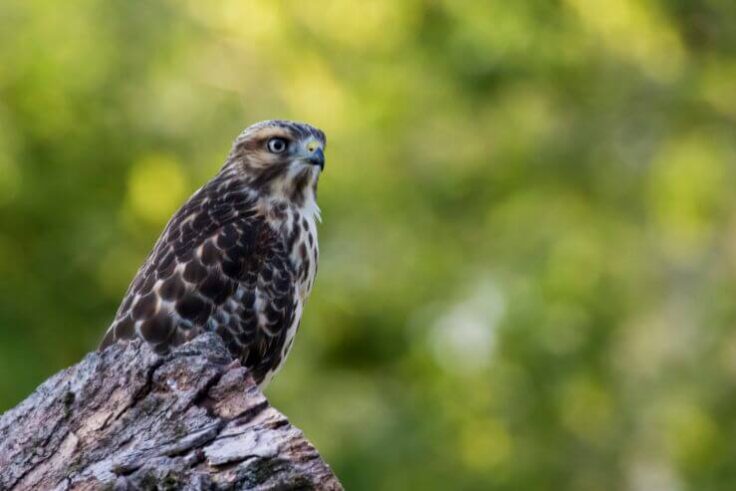 6 Hawks in South Carolina (With Pictures) - Avibirds.com