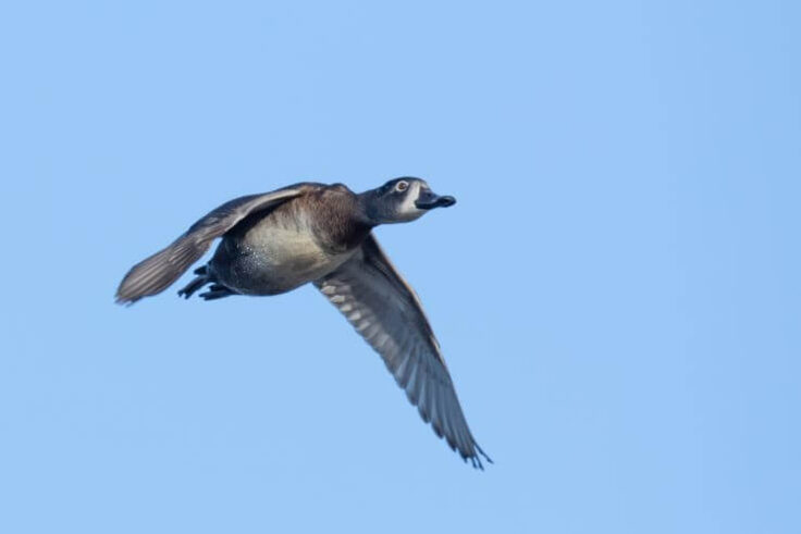 23 Ducks in Texas (With Pictures) - Avibirds.com