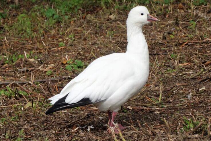 7 Geese in Texas (With Pictures) - Avibirds.com