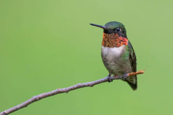 Hummingbirds in Tennessee (With Pictures) - AviBirds