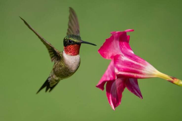 Hummingbirds in Indiana (With Pictures) - AviBirds