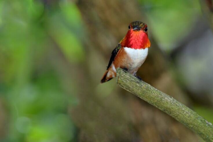 Hummingbirds in Indiana (With Pictures) - AviBirds