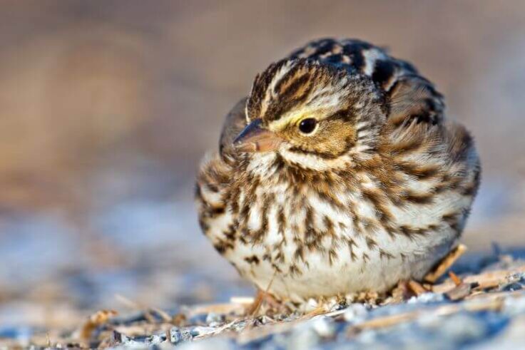 20 Sparrows in Indiana (With Pictures) - Avibirds.com