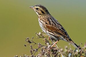 22 Sparrows in Illinois (With Pictures) - Avibirds.com