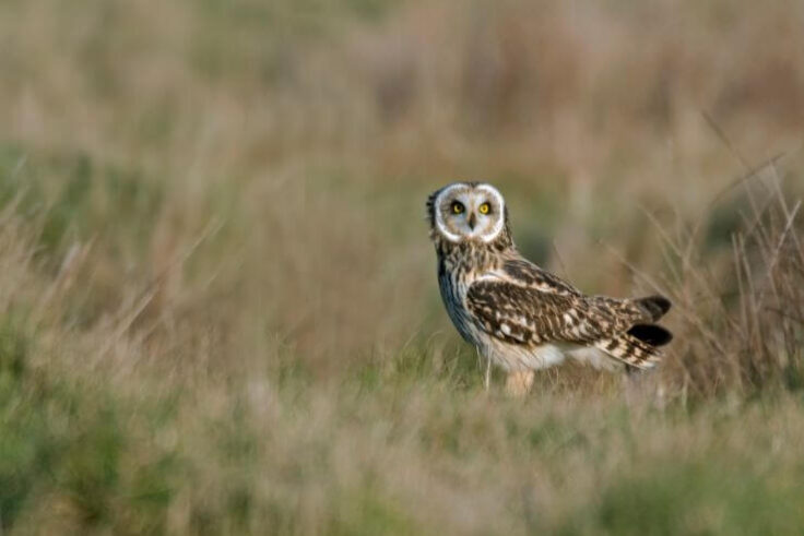 15 Owls in Washington (With Pictures) - Avibirds.com