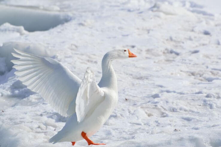 7 Geese in Texas (With Pictures) - Avibirds.com