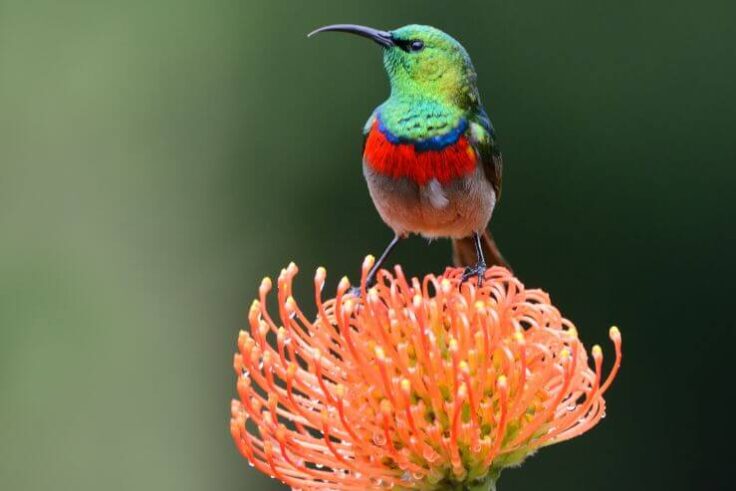 Birds of the African Rainforests (With Pictures) - AviBirds