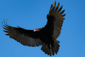3 Vultures in California (With Pictures) - AviBirds