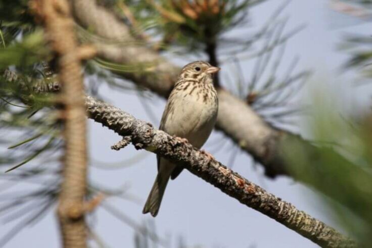 20 Sparrows in Indiana (With Pictures) - Avibirds.com
