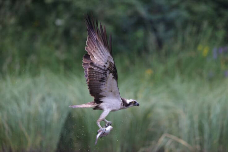 Birds eating fish (With Pictures) - AviBirds