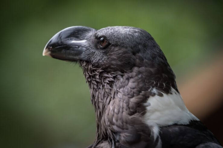 White-necked Raven - Corvus albicollis (With Pictures) - AviBirds