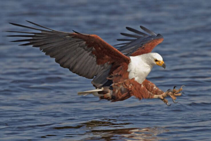 15 Birds of Uganda (With Pictures) - Avibirds.com