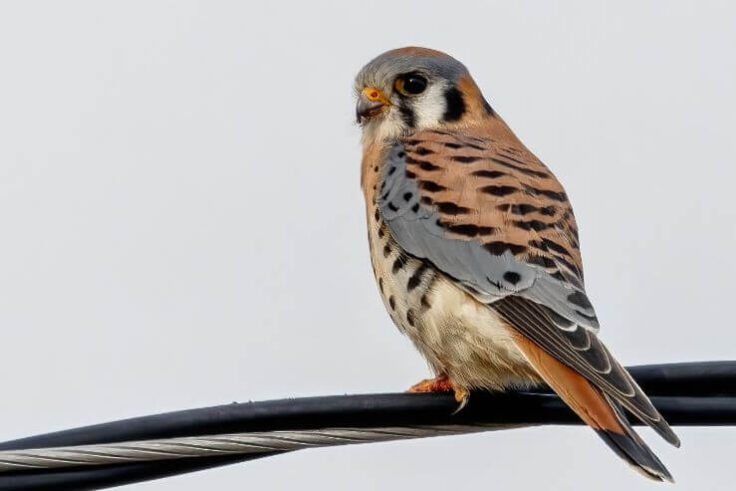 3 Falcons in Massachusetts (With Pictures) - AviBirds
