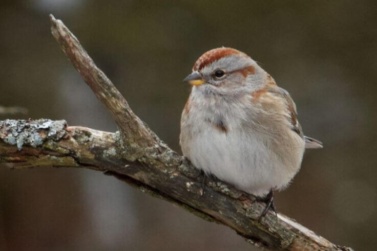 17 Sparrows in Maine (With Pictures) - AviBirds