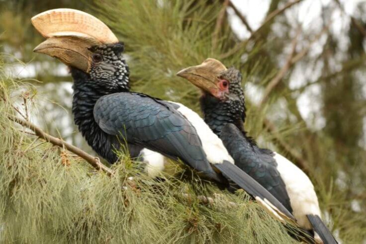 15 Birds of Uganda (With Pictures) - AviBirds