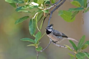 82 Types of Tit Birds (Paridae) - Avibirds.com