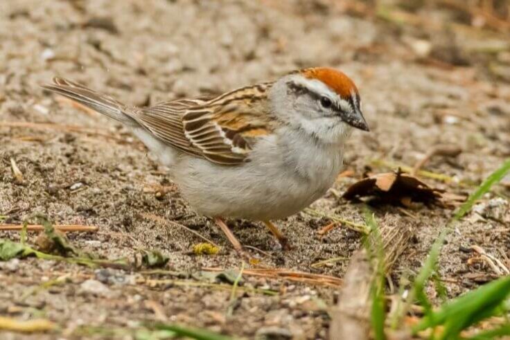 21 Sparrows in Georgia (With Pictures) - Avibirds.com