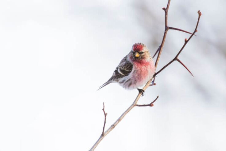 9 Birds With Red Head in the UK (With Pictures) - Avibirds.com