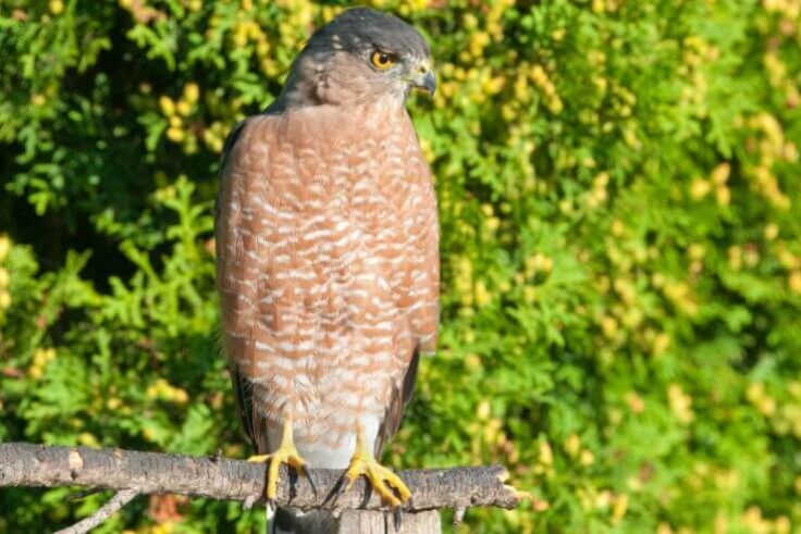 9 Hawks in Minnesota (With Pictures) - Avibirds.com