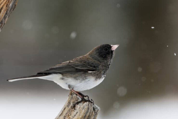 21 Sparrows in Georgia (With Pictures) - Avibirds.com
