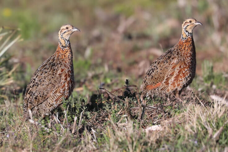 15 Birds of Uganda (With Pictures) - AviBirds