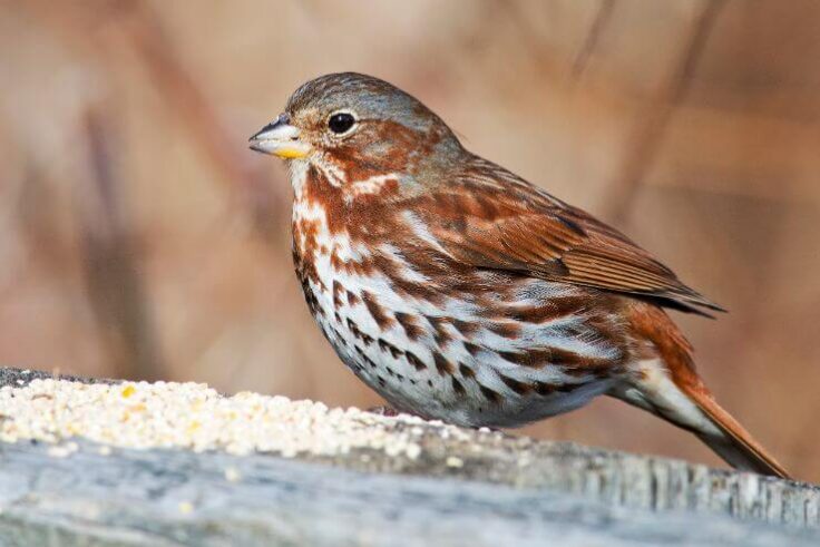 21 Sparrows in Georgia (With Pictures) - Avibirds.com