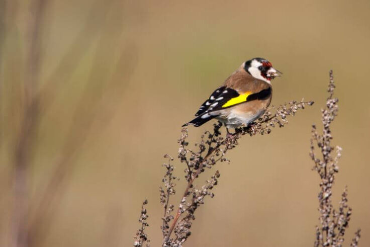 9 Birds With Red Head in the UK (With Pictures) - Avibirds.com