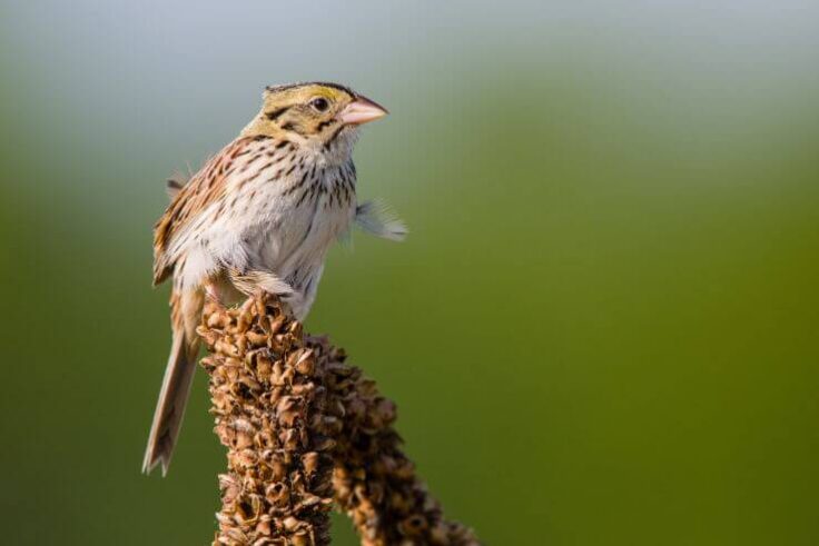 21 Sparrows in Georgia (With Pictures) - Avibirds.com