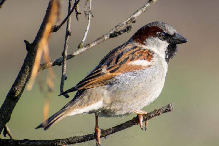 17 Sparrows in Maine (With Pictures) - AviBirds
