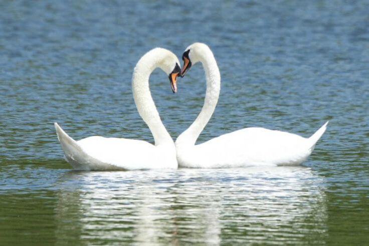3 Swans in Michigan (With Pictures) - Avibirds.com