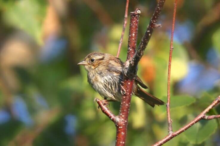 17 Sparrows in Maine (With Pictures) - AviBirds