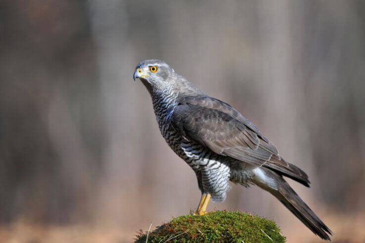 9 Hawks in Minnesota (With Pictures) - AviBirds