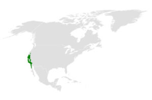 82 Types of Tit Birds (Paridae) - AviBirds