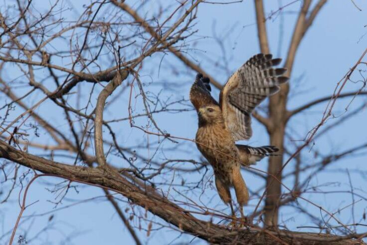 9 Hawks in Minnesota (With Pictures) - Avibirds.com