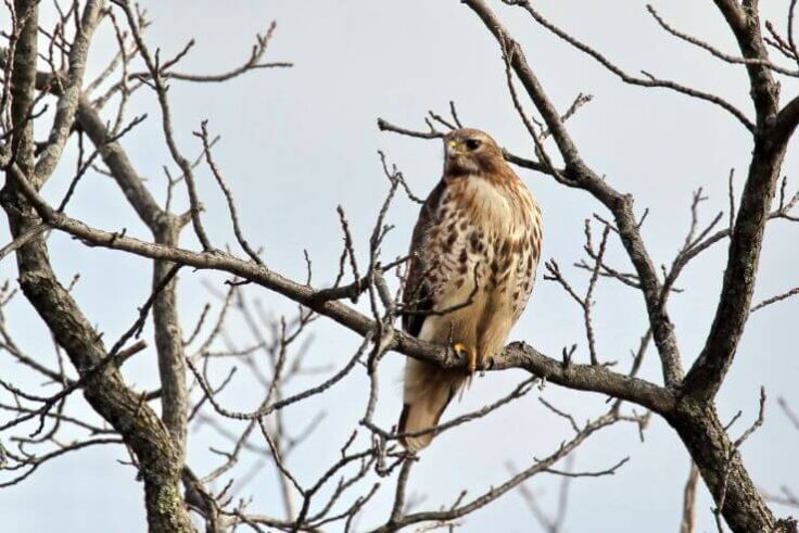 9 Hawks in Minnesota (With Pictures) - Avibirds.com