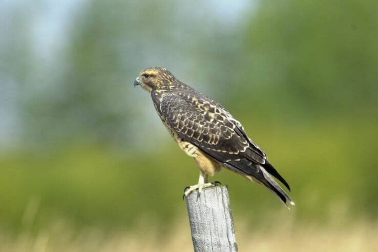 9 Hawks in Minnesota (With Pictures) - Avibirds.com