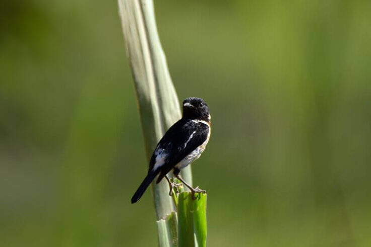 15 Birds of Uganda (With Pictures) - Avibirds.com