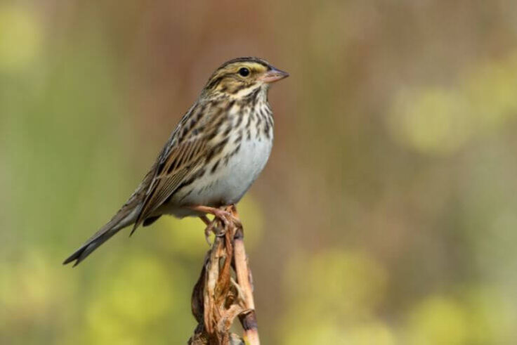 17 Sparrows in Maine (With Pictures) - Avibirds.com