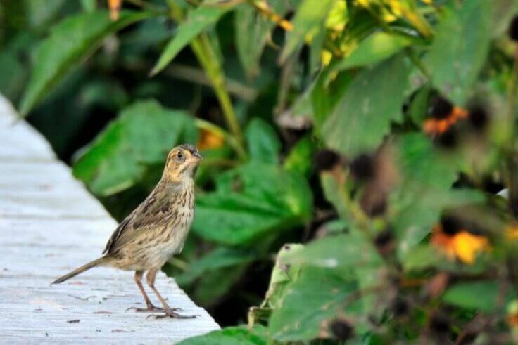 21 Sparrows in Georgia (With Pictures) - Avibirds.com