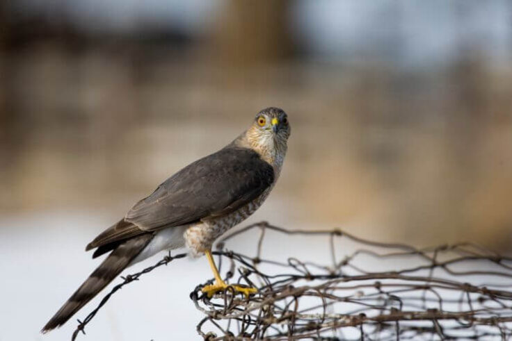 9 Hawks in Minnesota (With Pictures) - AviBirds