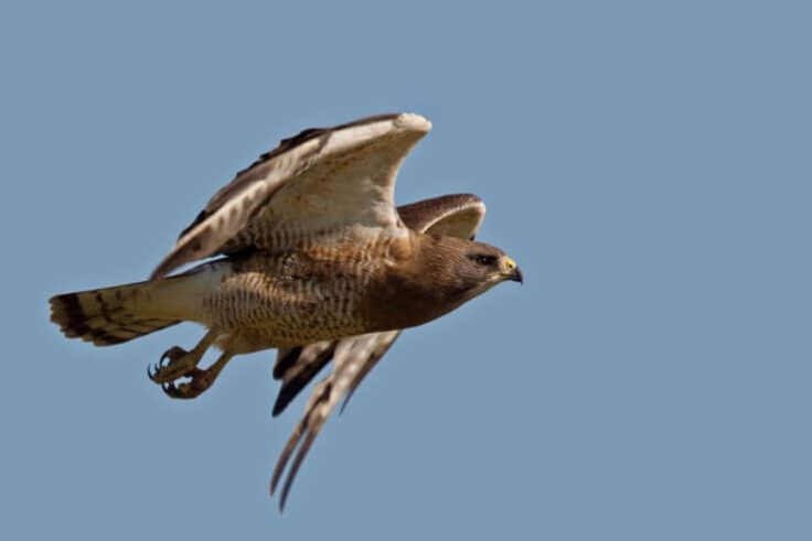 9 Hawks in Minnesota (With Pictures) - Avibirds.com