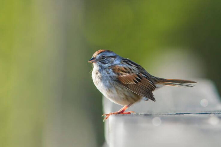17 Sparrows in Maine (With Pictures) - AviBirds