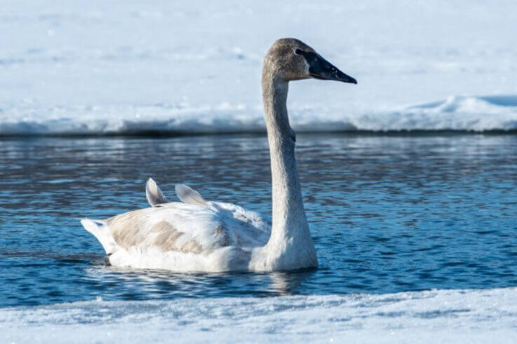 3 Swans in Michigan (With Pictures) - Avibirds.com