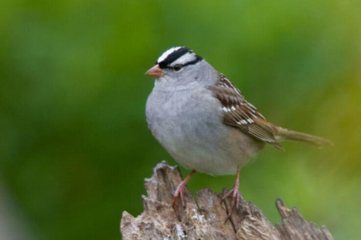 17 Sparrows in Maine (With Pictures) - Avibirds.com