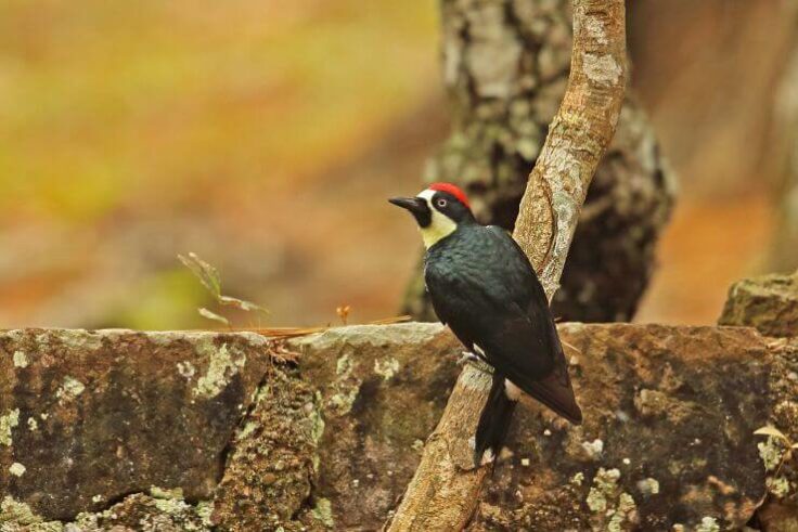 14 Woodpeckers of California (With Pictures) - Avibirds.com