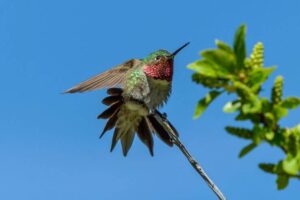 6 Hummingbirds in Utah (With Pictures) - Avibirds.com